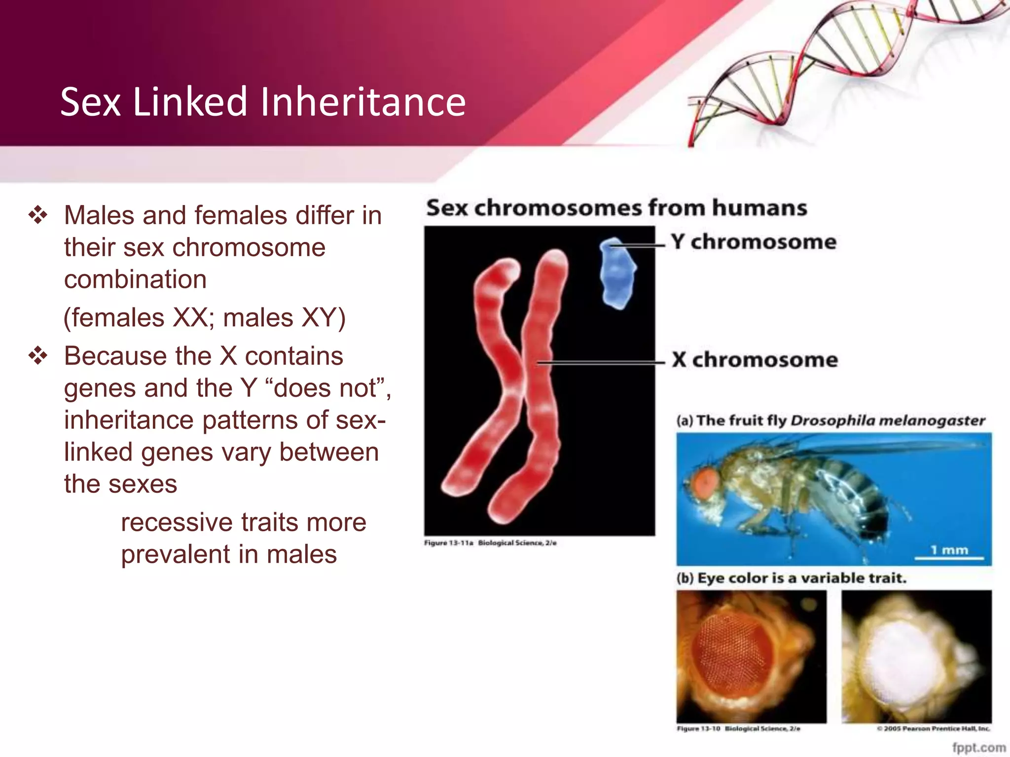 Chromosomal Basis Of Inheritance Pptx Genetics Science