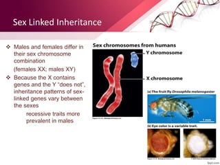 Chromosomal basis of inheritance | PPTX
