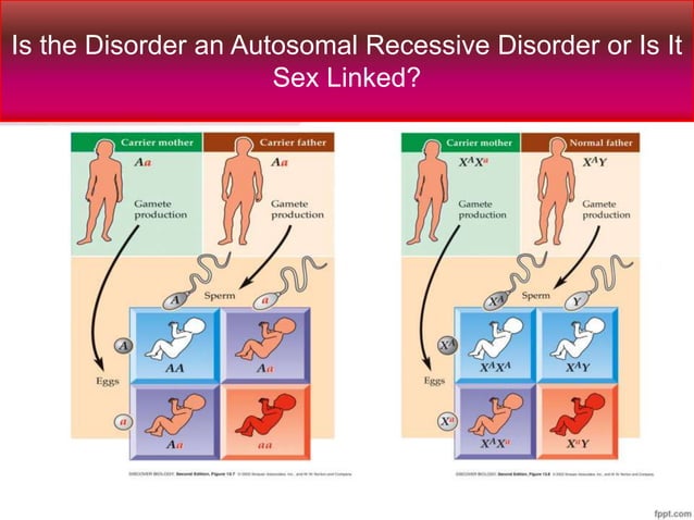 Chromosomal Basis Of Inheritance Pptx Genetics Science