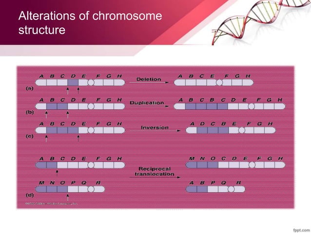 Chromosomal basis of inheritance | PPTX | Genetics | Science
