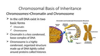 Advanced genetics: Chromosomal Basis of Inheritance - Copy.pptx