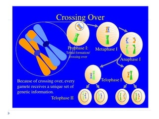 Chromosomal Crossing Over.pptx
