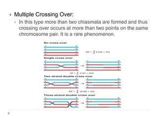Chromosomal Crossing Over.pptx