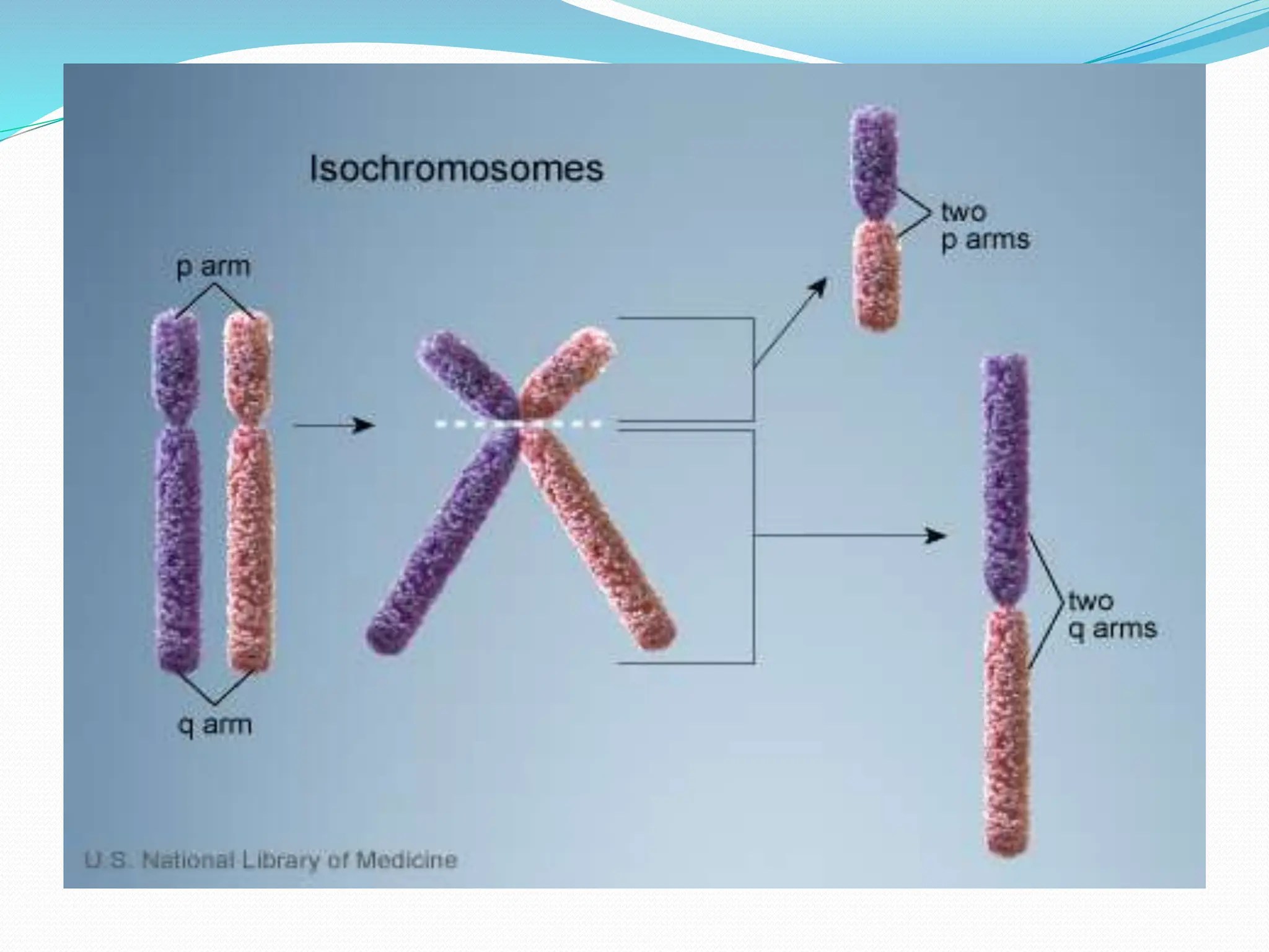 chromosomal disorders and its type and sign symptoms | PPT