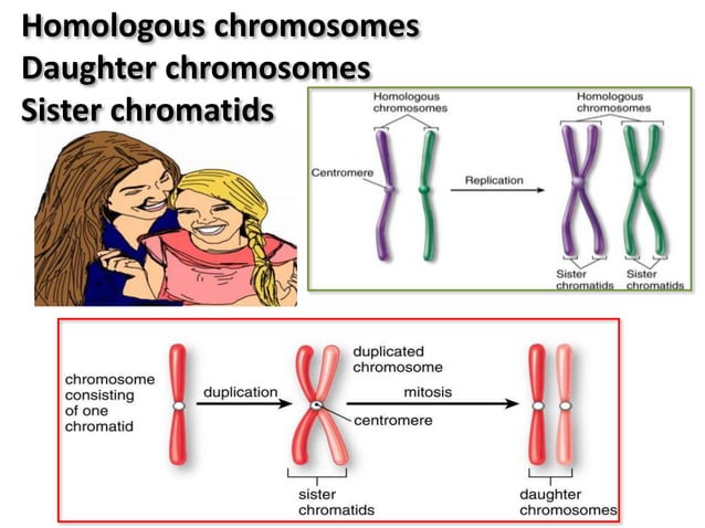chromosomal disorders of the human body.ppt
