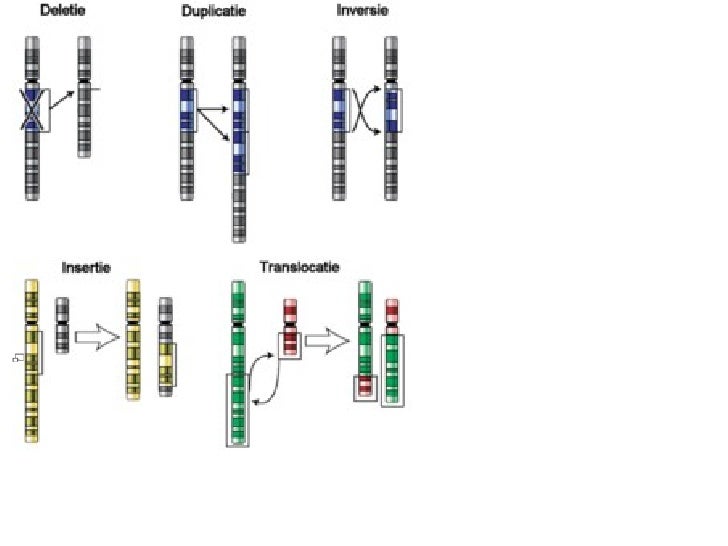 Chromosomale Structureleafwijkingentoledoversie