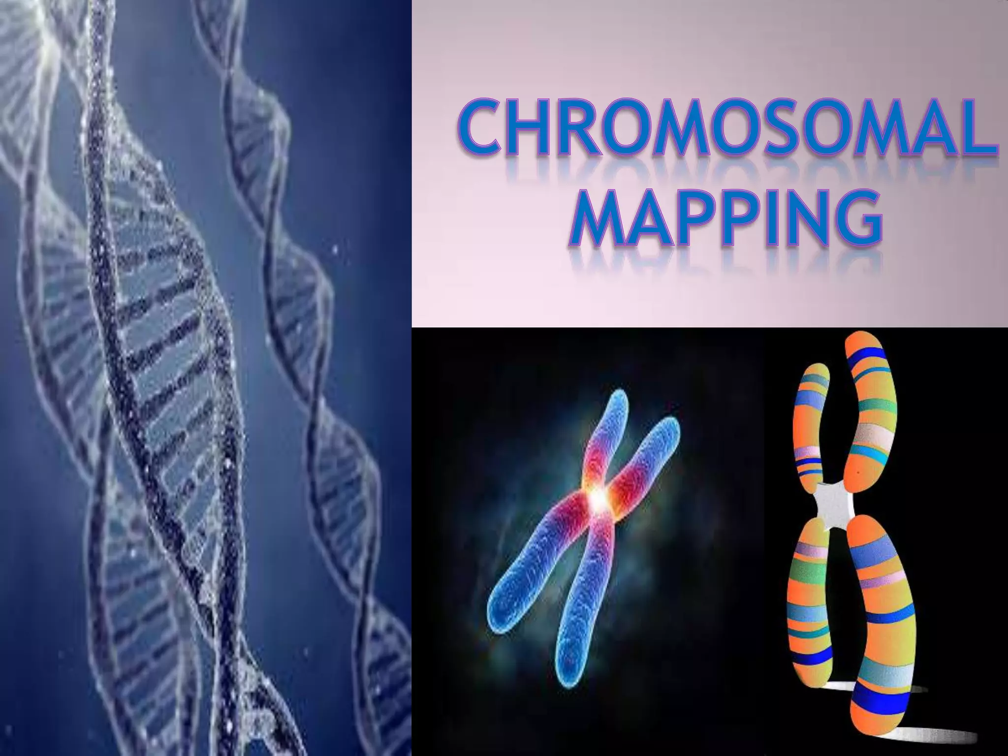 Chromosomal mappin highlighted | PPTX