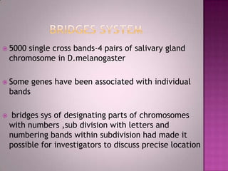 Chromosomal mappin highlighted | PPTX