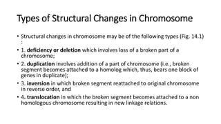 Chromosomal Mutation.pptx