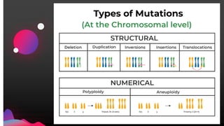 CHROMOSOMAL MUTATION (5).pptx