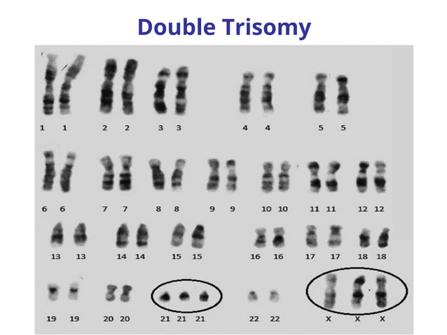 Chromosomal Mutations II (Entire Set of Chromosome) | PPT