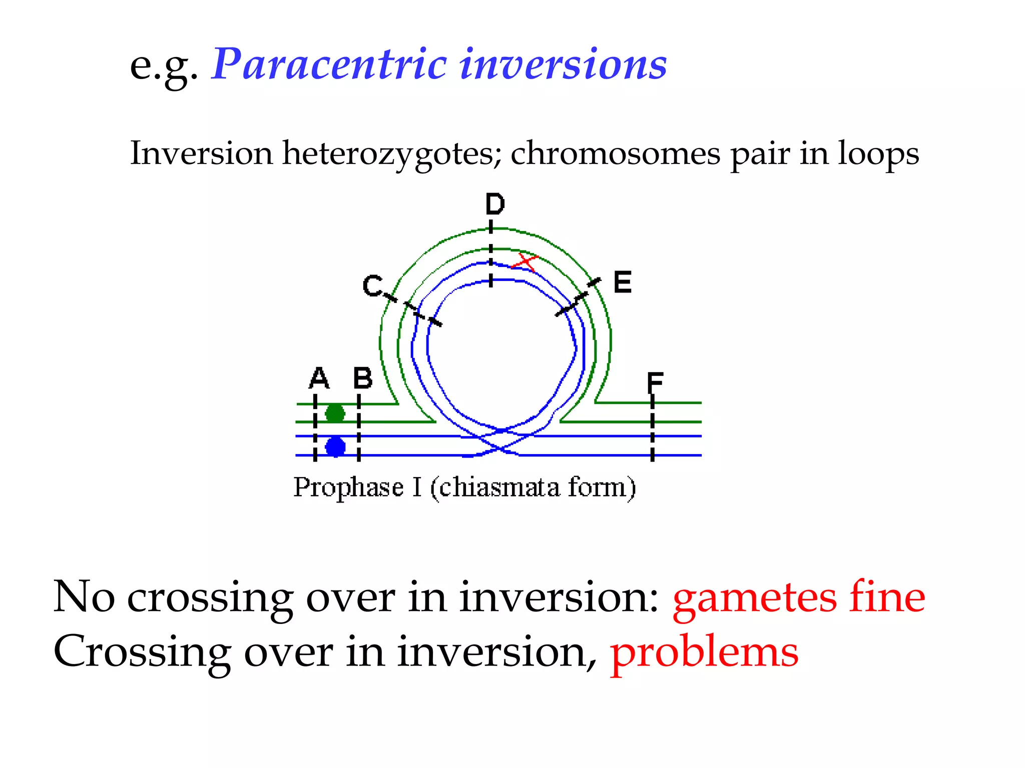 Chromosomal rearrangement pptx' | PPTX
