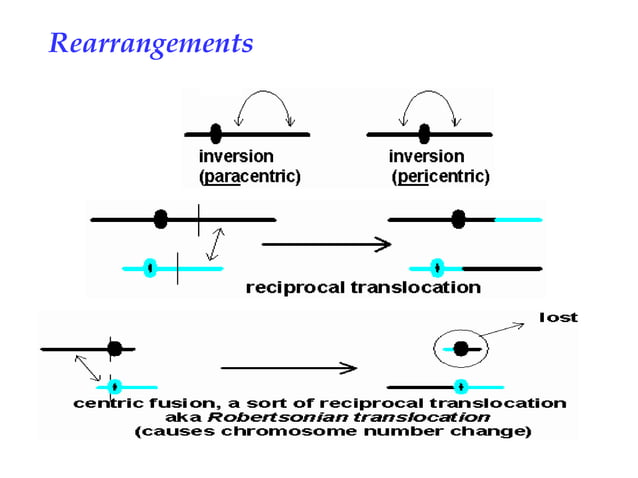 Chromosomal rearrangement pptx' | PPTX | Genetics | Science
