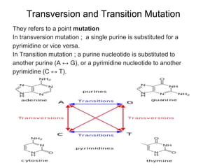 Chromosomal rearrangement pptx' | PPTX | Genetics | Science