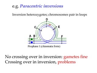 Chromosomal rearrangement pptx' | PPTX