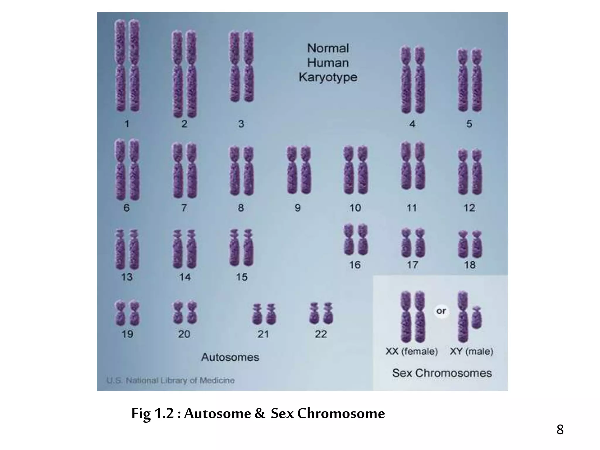 Chromosomal sex determination in man | PPTX