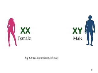 Chromosomal sex determination in man | PPT