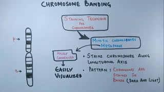 Chromosomal Staining.pptx