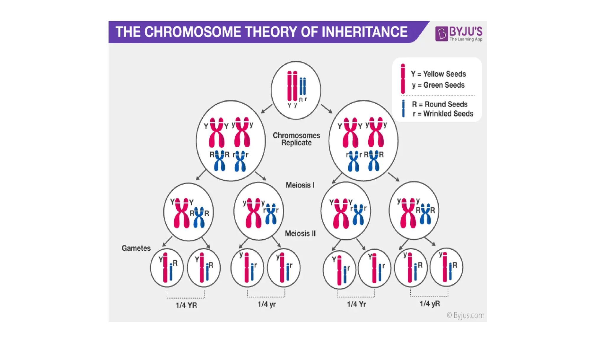 chromosomal theory - chromosomal theory - chromosomal theory.pptx