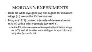chromosomal theory - chromosomal theory - chromosomal theory.pptx