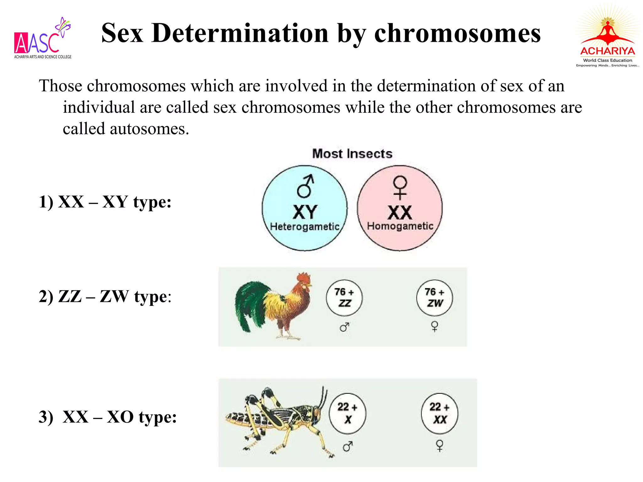 Chromosomal theory of inheritance | PPT
