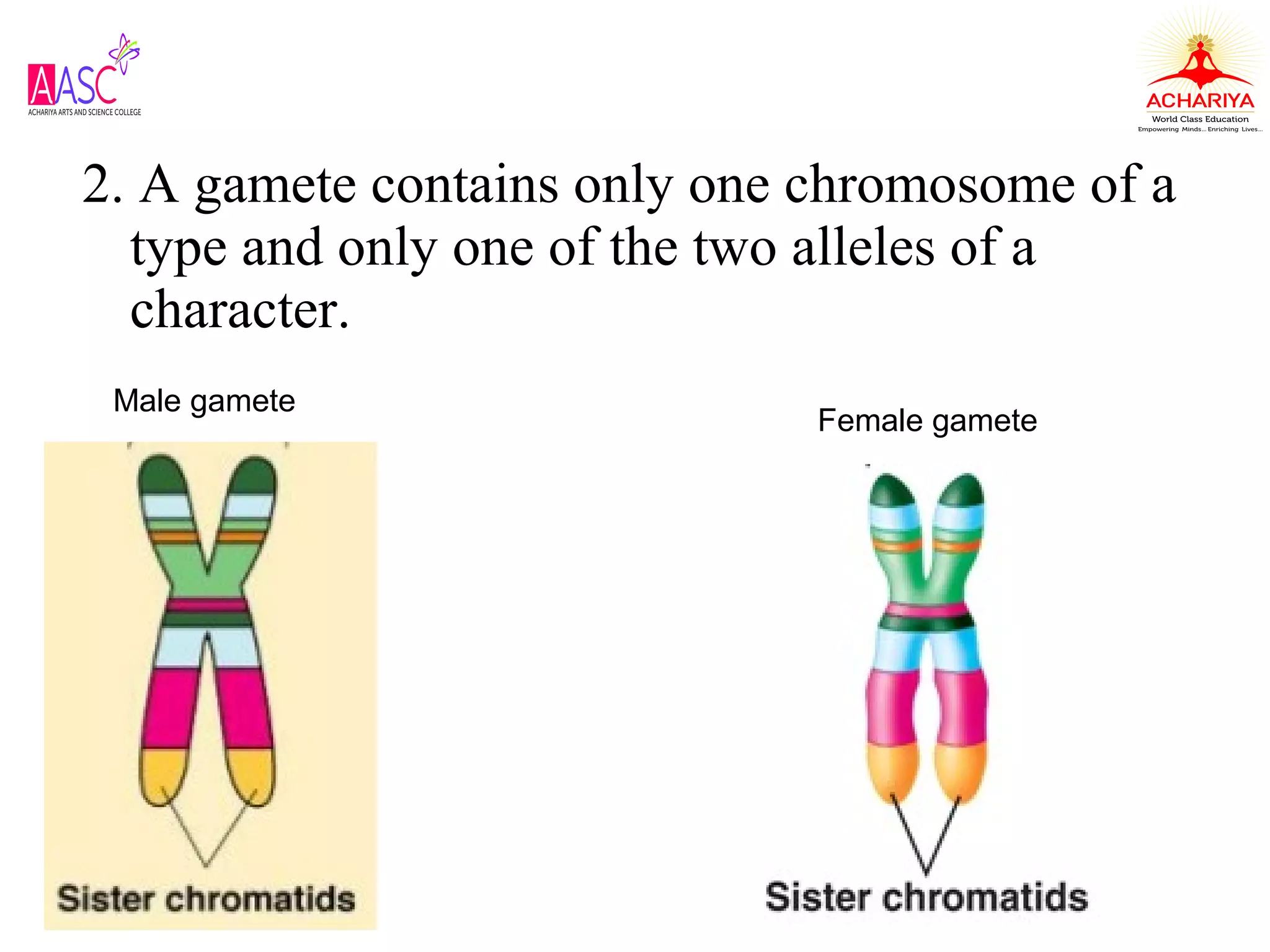 Chromosomal theory of inheritance | PPT