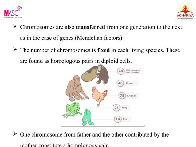 Chromosomal theory of inheritance | PPT | Genetics | Science