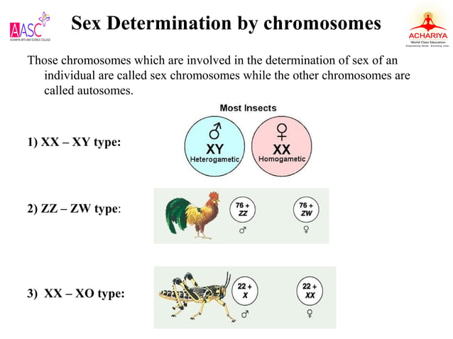 Chromosomal Theory Of Inheritance Ppt Genetics Science