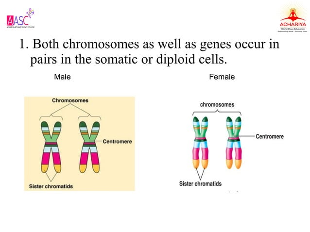 Chromosomal theory of inheritance | PPT | Genetics | Science