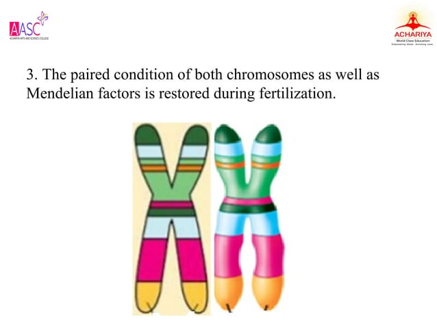 Chromosomal theory of inheritance | PPT