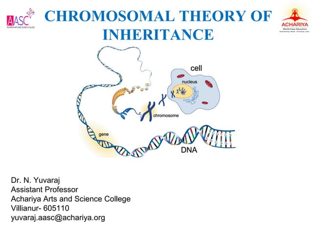 Chromosomal Theory Of Inheritance Ppt