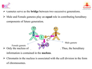 Chromosome Theory Of Inheritance