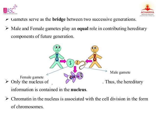 Chromosomal Theory Of Inheritance