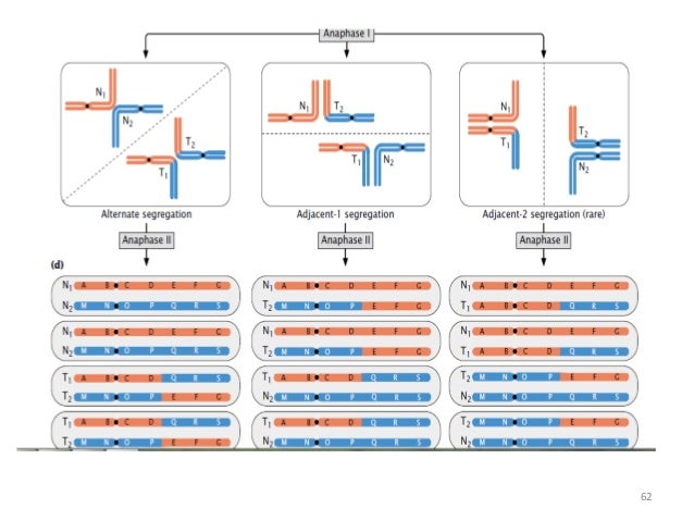Chromosomal variation