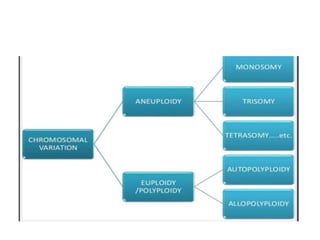 Chromosomal variations | PPTX