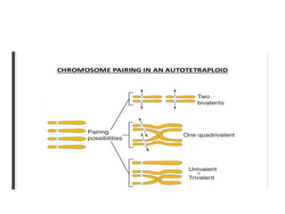 Chromosomal variations | PPTX