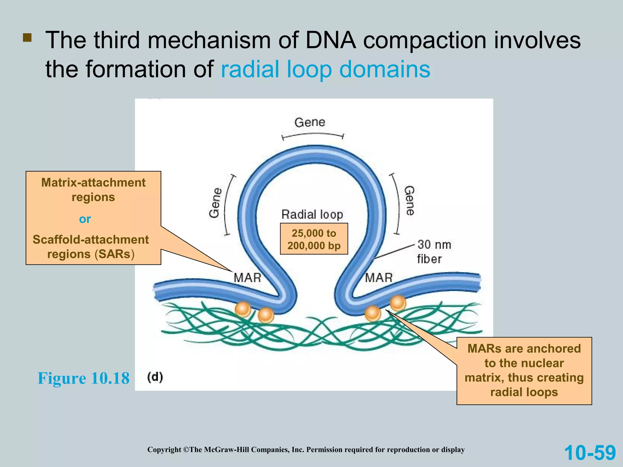 Chromosome | PPT