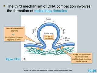 Radial Loop Domains