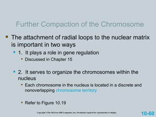 Radial Loop Domains