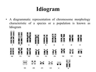 Chromosome | PPTX