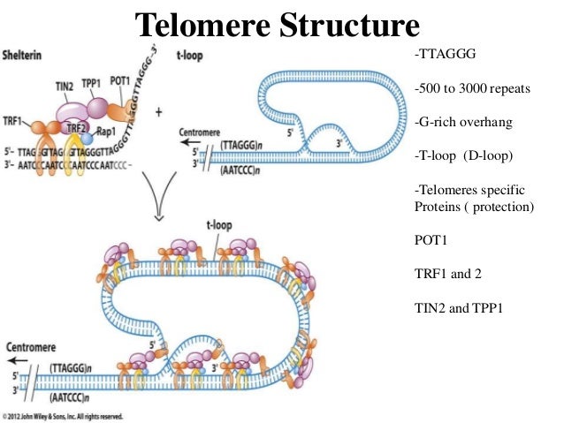 Chromosome