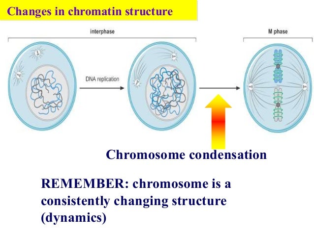 Chromosome