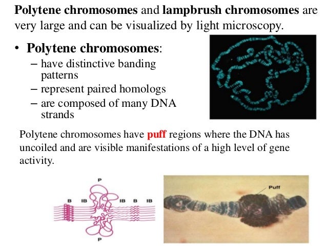 Chromosome