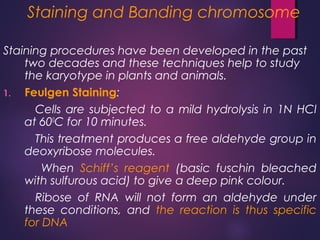 Chromosomes | PPT