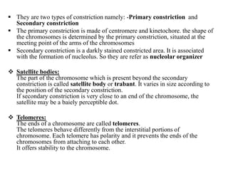 Chromosome structure | PPT
