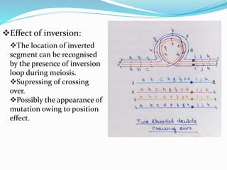 Structural chromosomal aberration | PPTX