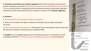 Chromosome | PPT