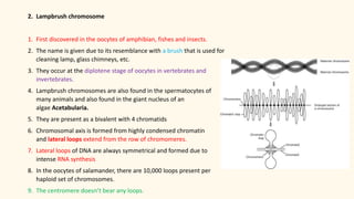 Chromosome | PPT