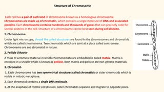 Chromosome | PPT