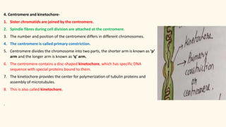 Chromosome | PPT